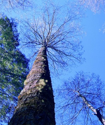 Trabajo de INFOR permite regresar el raulí a los bosques tras 20 años ...