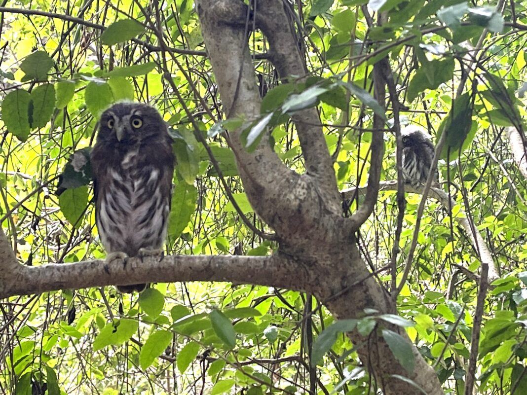 Dos chunchos retornan a su hábitat natural en el Parque Jorge ...